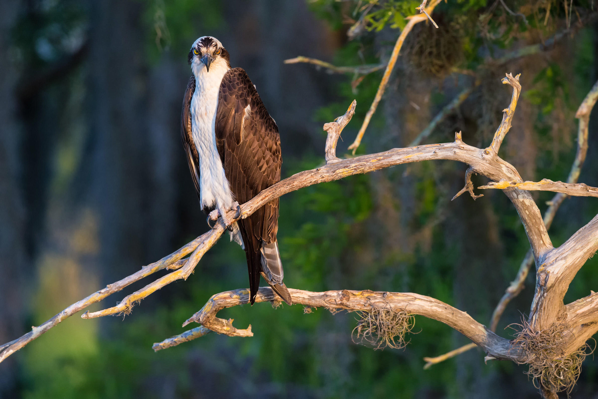 Osprey Information – Living the Dream