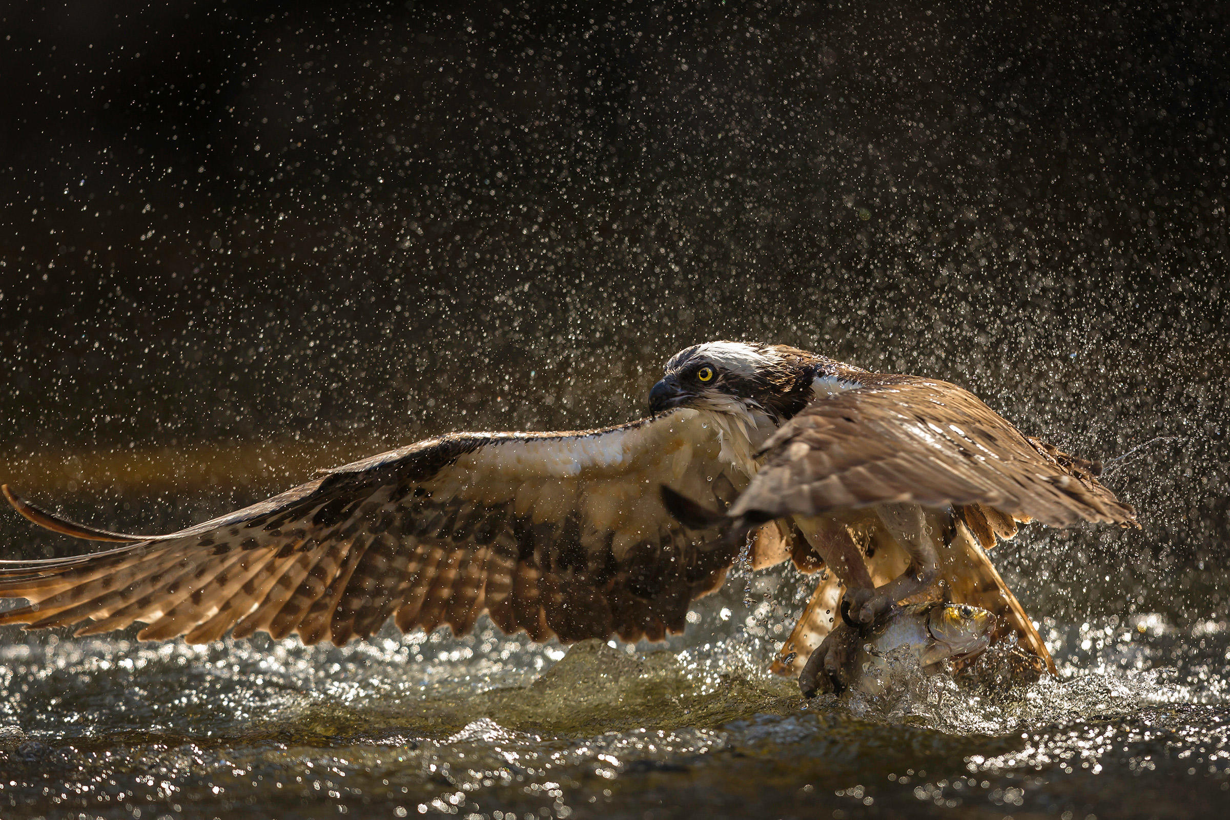 Osprey Information – Living the Dream