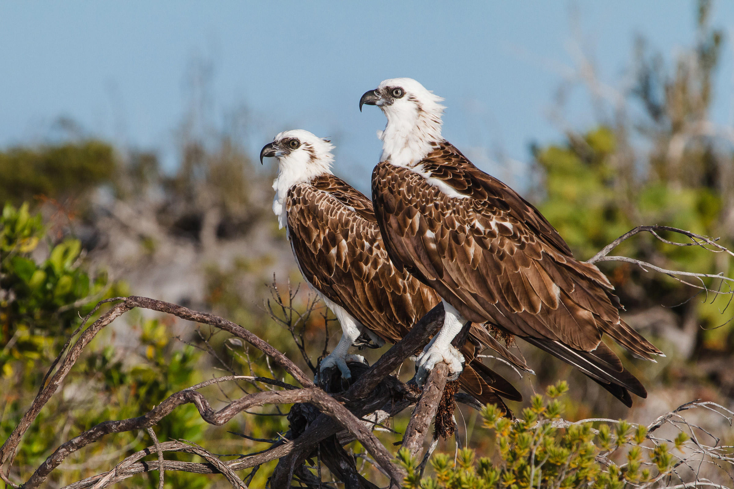 Osprey Information – Living the Dream