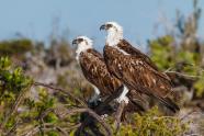 Osprey Information Living The Dream Osprey Information Living The Dream